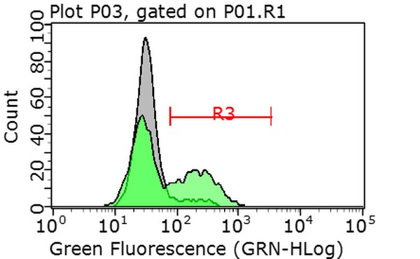 BioTracker™ Orange Zymosan Phagocytosis Live Cell Probe | SCT203